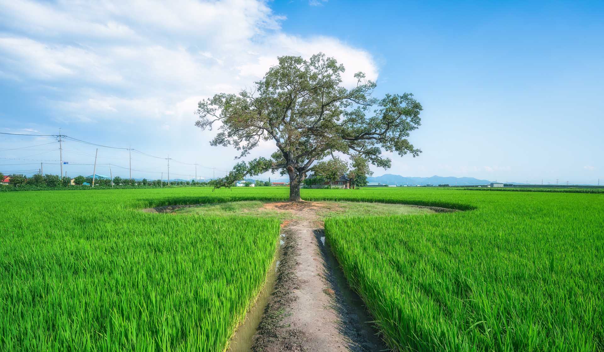 Difference between Natural and Green burials | Memorial Planning Difference between Natural and Green burials | Memorial Planning